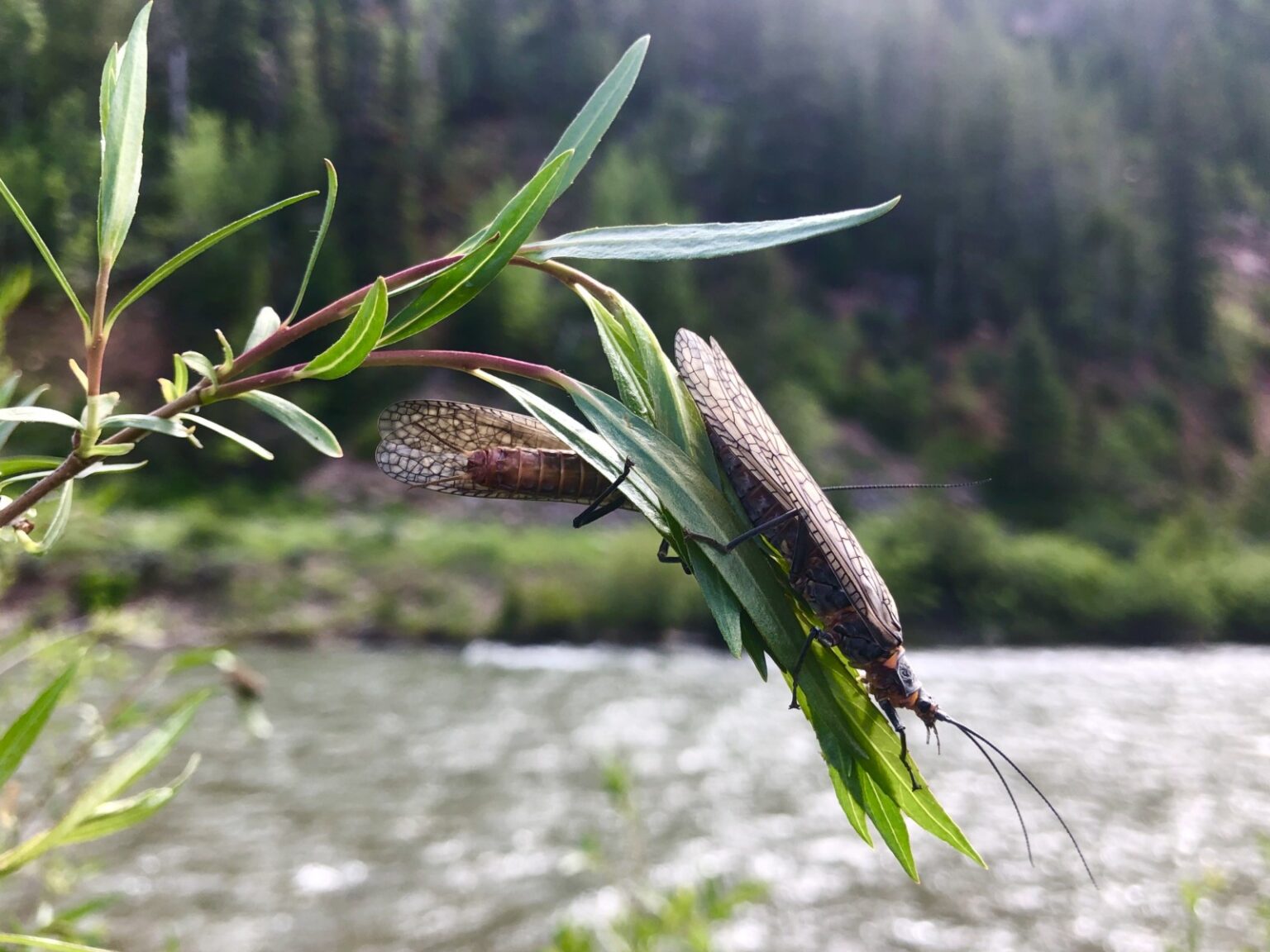 Fly Fishing Hatch Guide: The Snake River - Wandering Angler